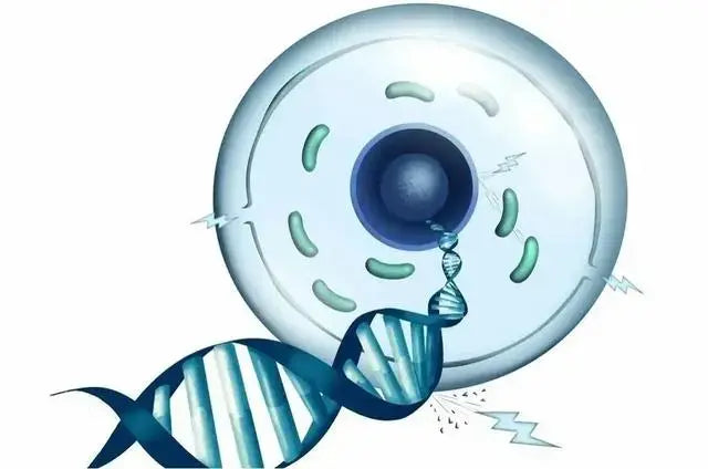 How to fight free radicals? – ANAIRUI